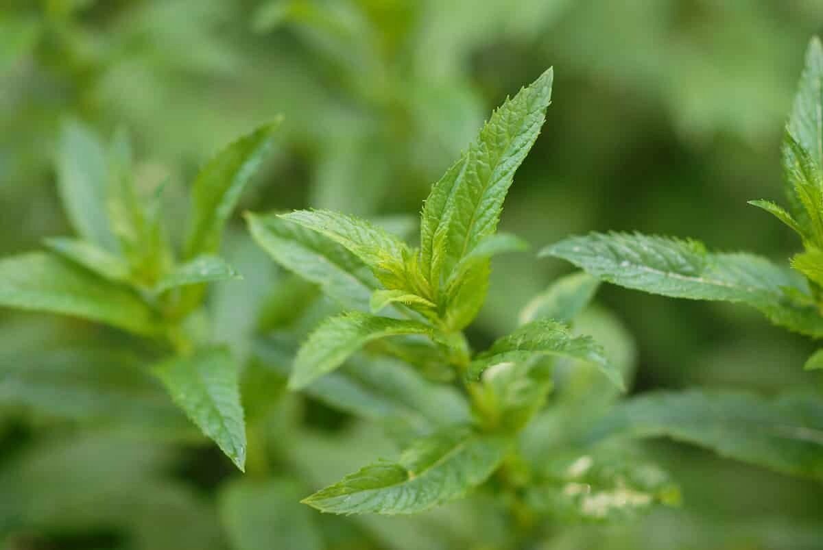 Natural Peppermint Essential Oil - Cheapest Peppermint Oil Sales